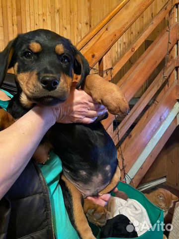 Щенки ротвейлера