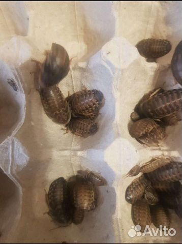 Аргентинский таракан Блаптика