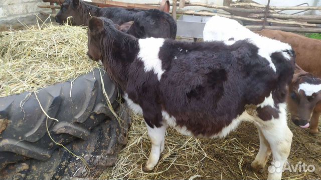 Телочка Соня