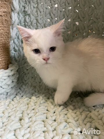 Котята манчкин