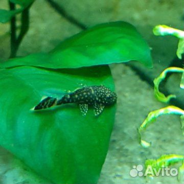 Анцитрусовый сом малёк