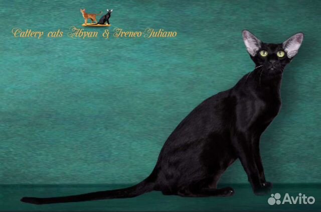 Клубные орики