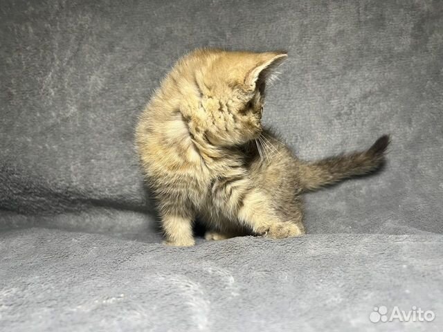 Воспитанный британский котенок