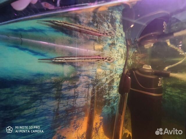 Панцирная щуки