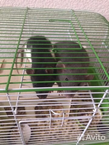 Декоративная крыса