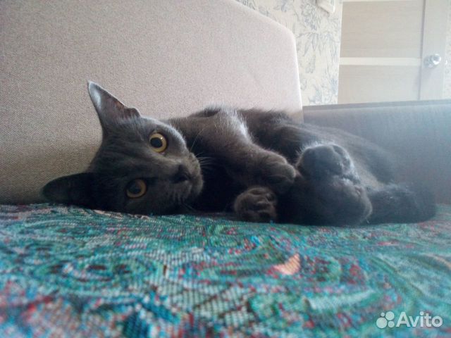 Потерялась кошечка