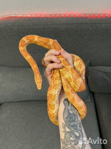 Маисовый полоз самка 2,5 лет