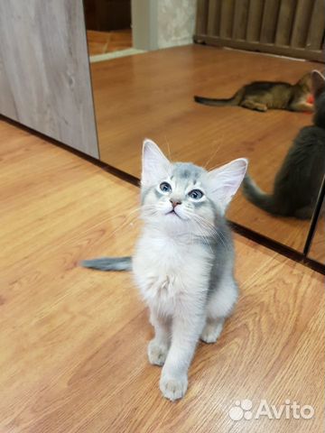 Сомалийские котята