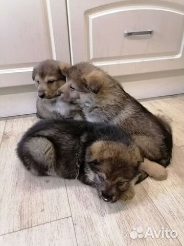 Собака щенки