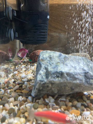 Отдам бесплатно рыбок