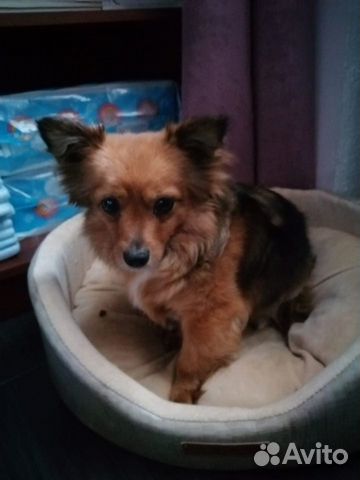 Виола ищет дом