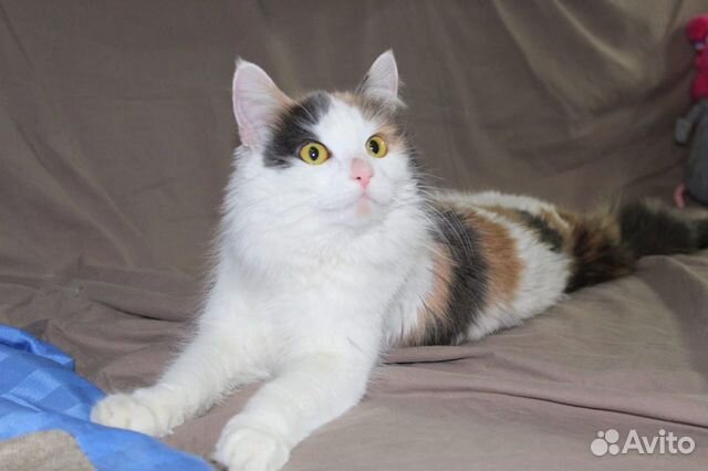 Кошка Алиса в добрые руки