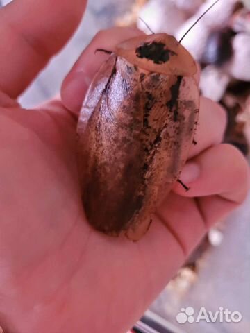 Мадагаскарские архимандриты тараканы