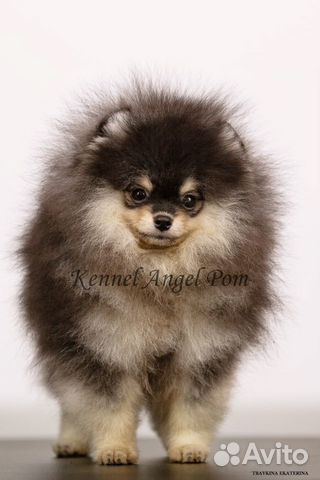 Померанский шпиц мини