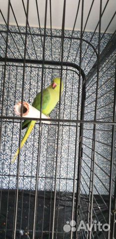 Ожереловый попугай