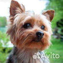 Йоркширский терьер