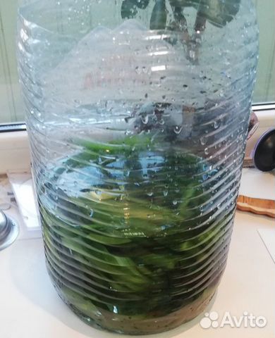 Валлиснерия гигантская