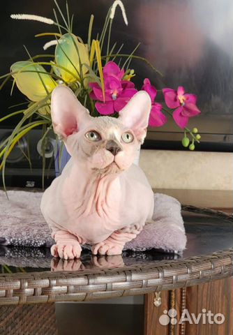 Биколор бамбино мальчик