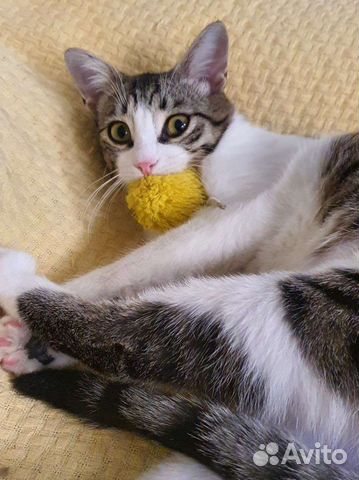 Котик Пикуль в ответственные ручки