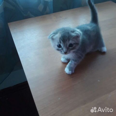 Шотландские вислоухие котята