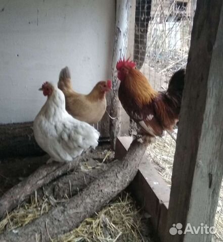 Куры петухи карликовые