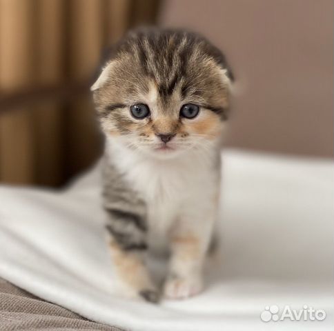 Девочка Лилу