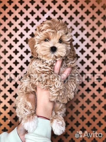 Мальчик мальтипу-мини Ф1