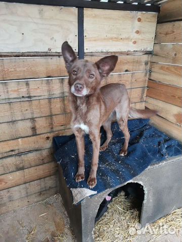 Девочка спасена с чёрного приюта