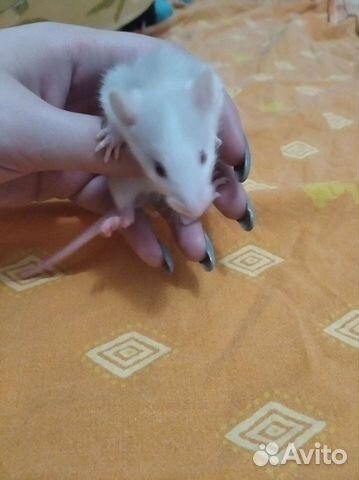 Крыса дамбо