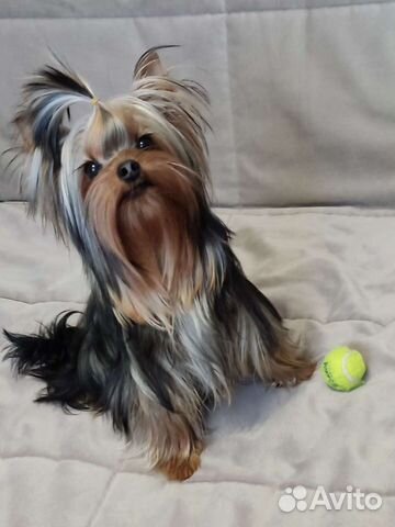 Йоркширский терьер