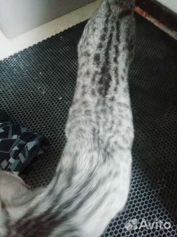 Британка прямоухая