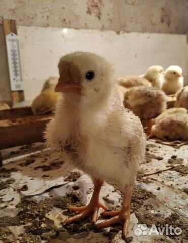 Бройлеры подрощеные