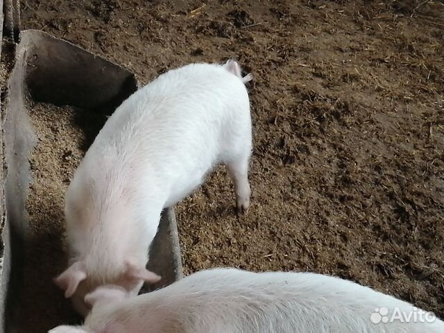 Поросенок ландрас + дюрок