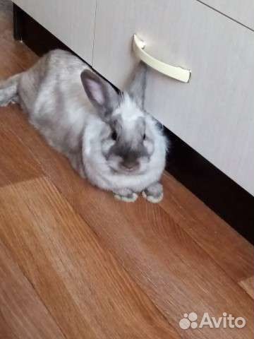 Продам кролика