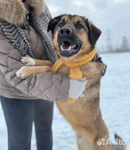 Спасите из приюта молодого веселого Бурбона