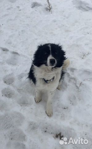 Щенок Бордер Колли