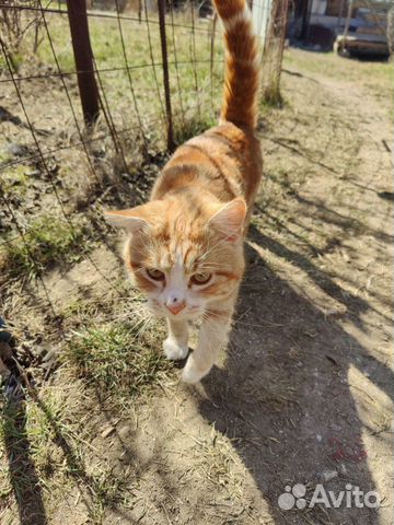 Рыжик Котофей кот мальчик