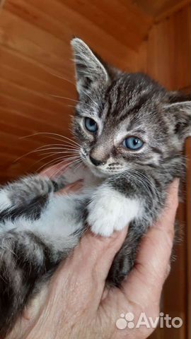 Котеночек-девочка Кнопочка