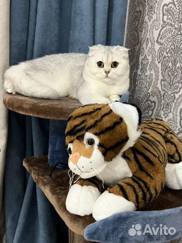 Шотладская шиншила на вязку
