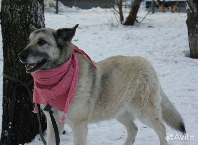 Образцовая собака Вика грустит в приюте