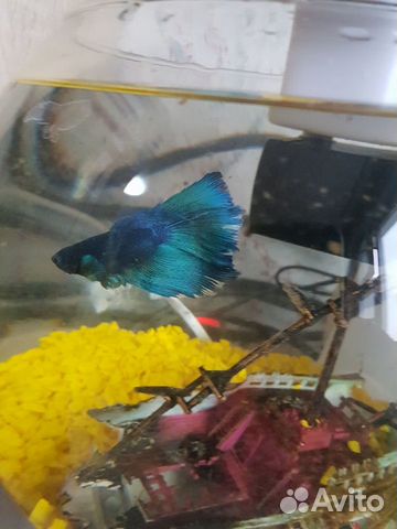 Рыбка петушок + аквариум