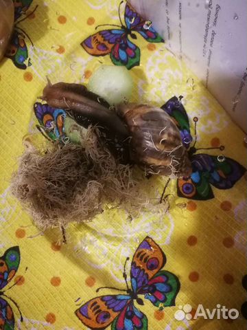 Улитки ахатины