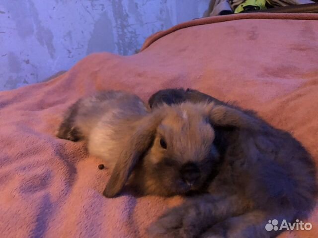 Кролик на вязку