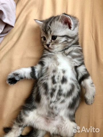 Шотландские котята прямоухие (мраморный окрас)