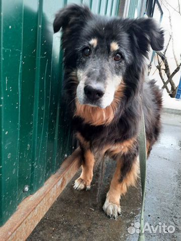 Собака без куска кожи