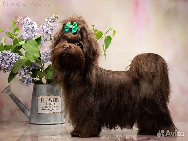 Кобель йоркширский терьер