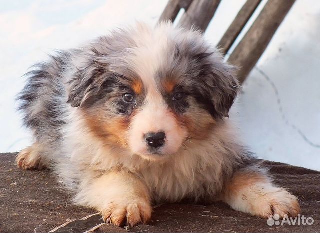 Аусси, австралийская овчарка мальчик