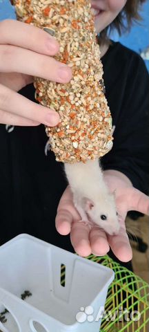 Крысы дамбо с клеткой