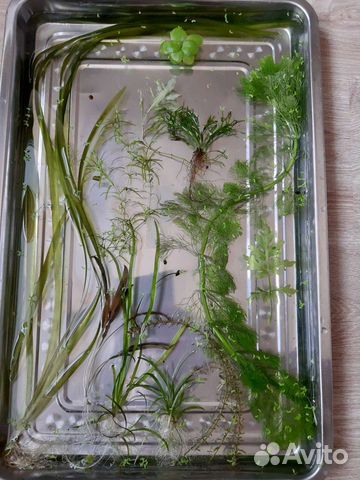 Набор растений