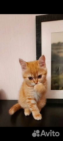 Кошечка Red скоттиш страйт